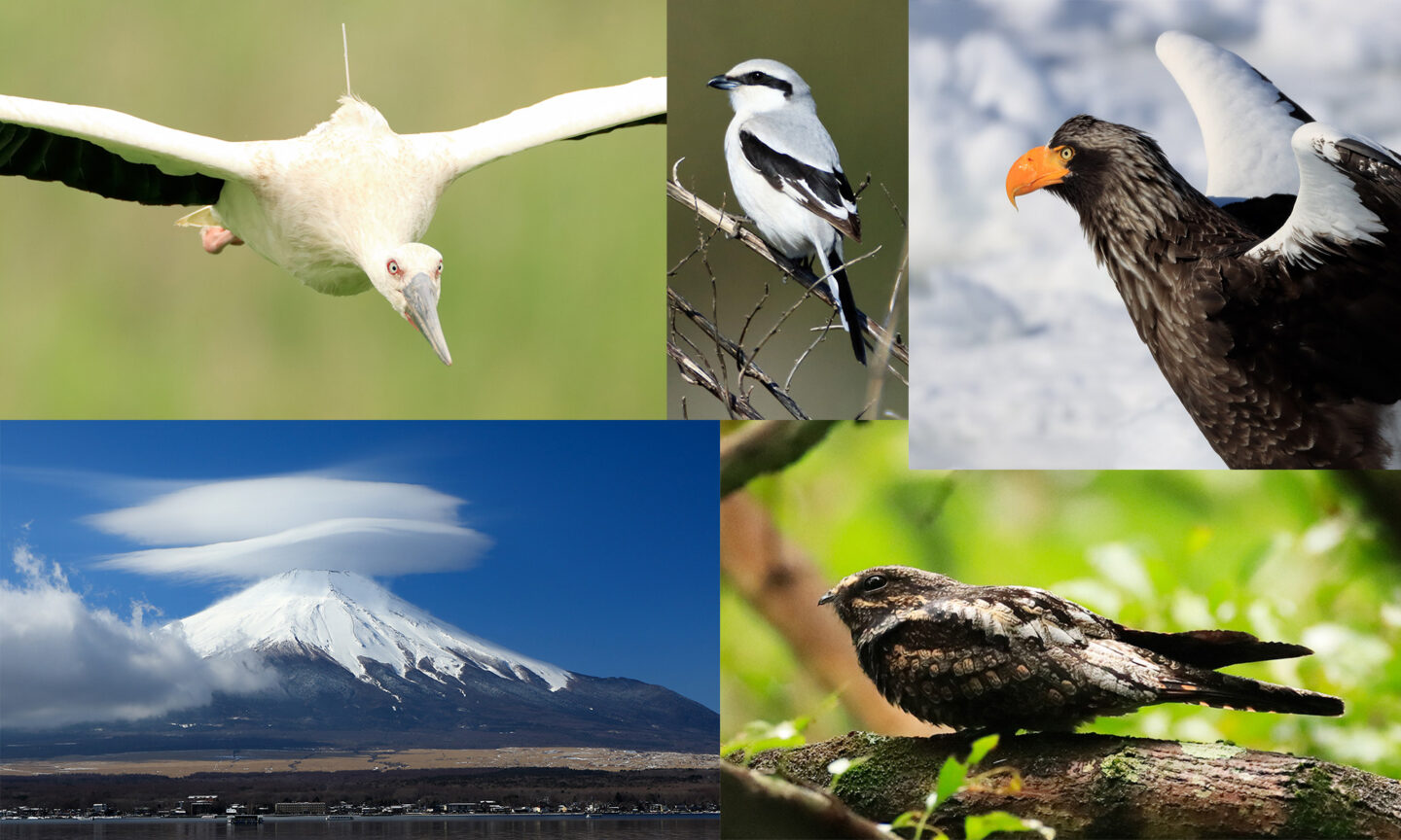 PC起動中に出た「please run SETUP program」メッセージと対応 | 野鳥と富士山と気ままな写真