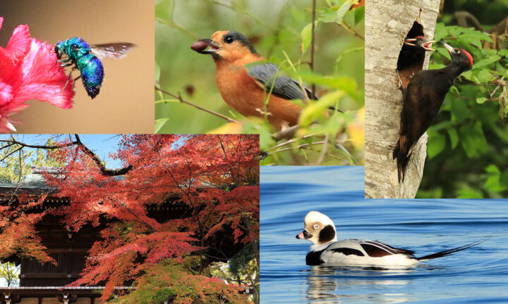 PC起動中に出た「please run SETUP program」メッセージと対応 | 野鳥と富士山と気ままな写真